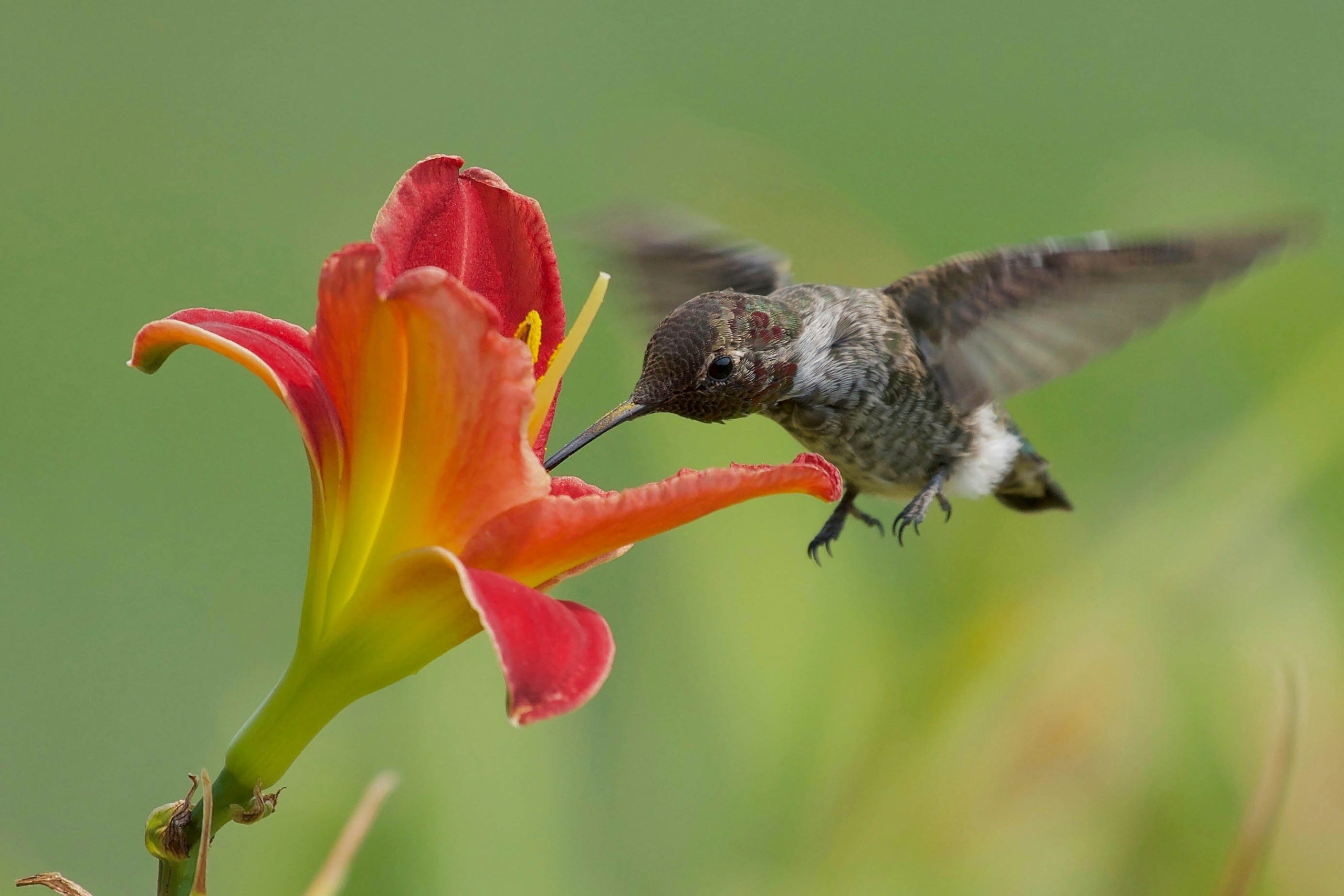 Live 2026 Hummingbird Migration Map: When Will They Arrive in Your Sta ...